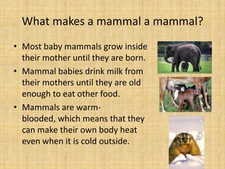 Animal powerpoint | PPTX