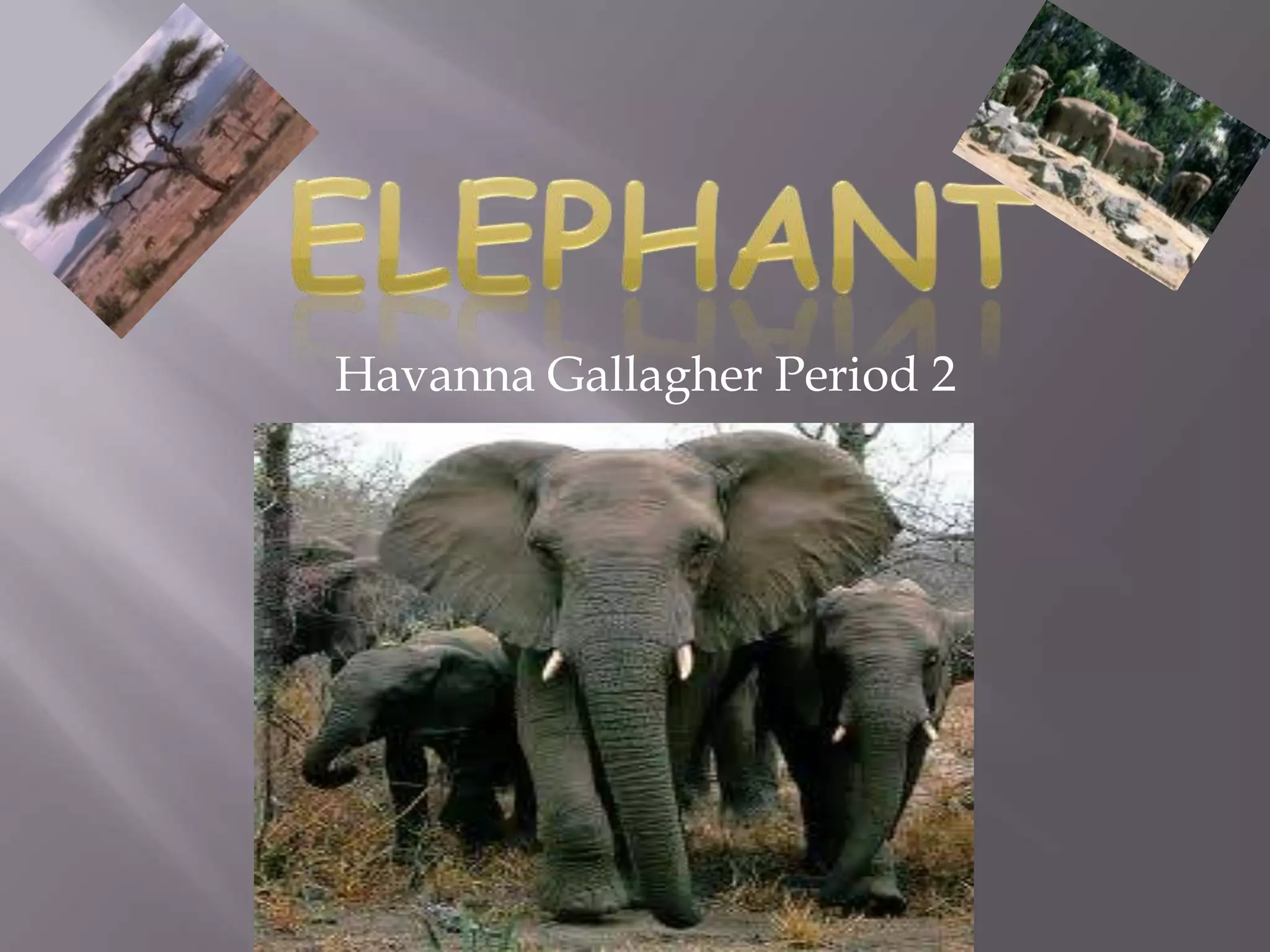 Animal powerpoint | PPTX