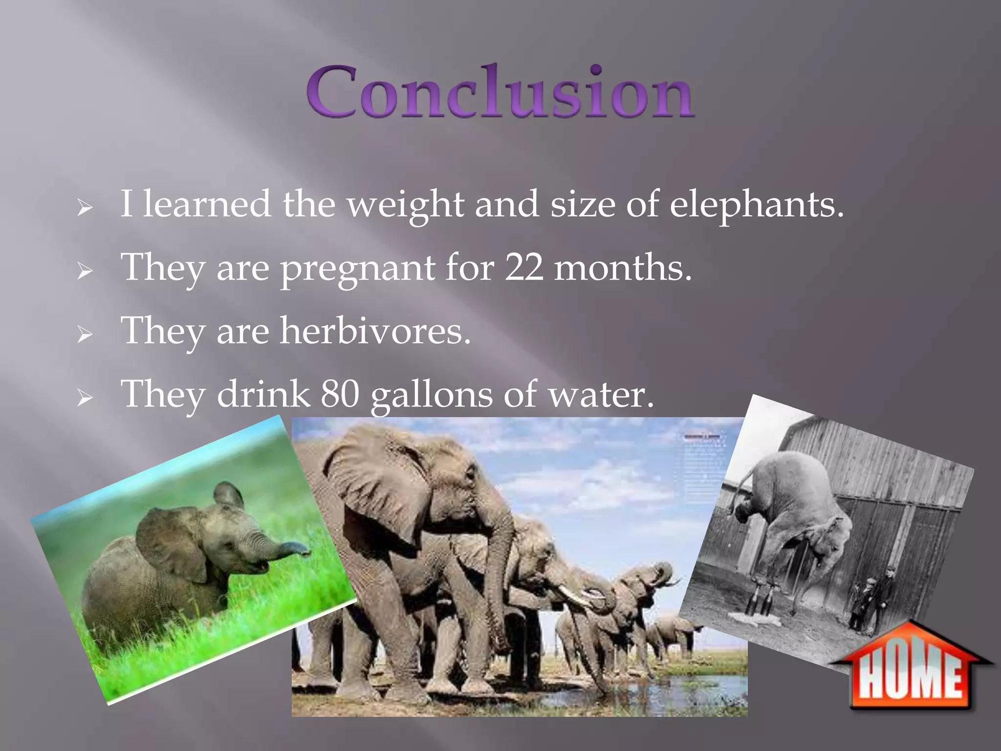 Animal powerpoint | PPTX