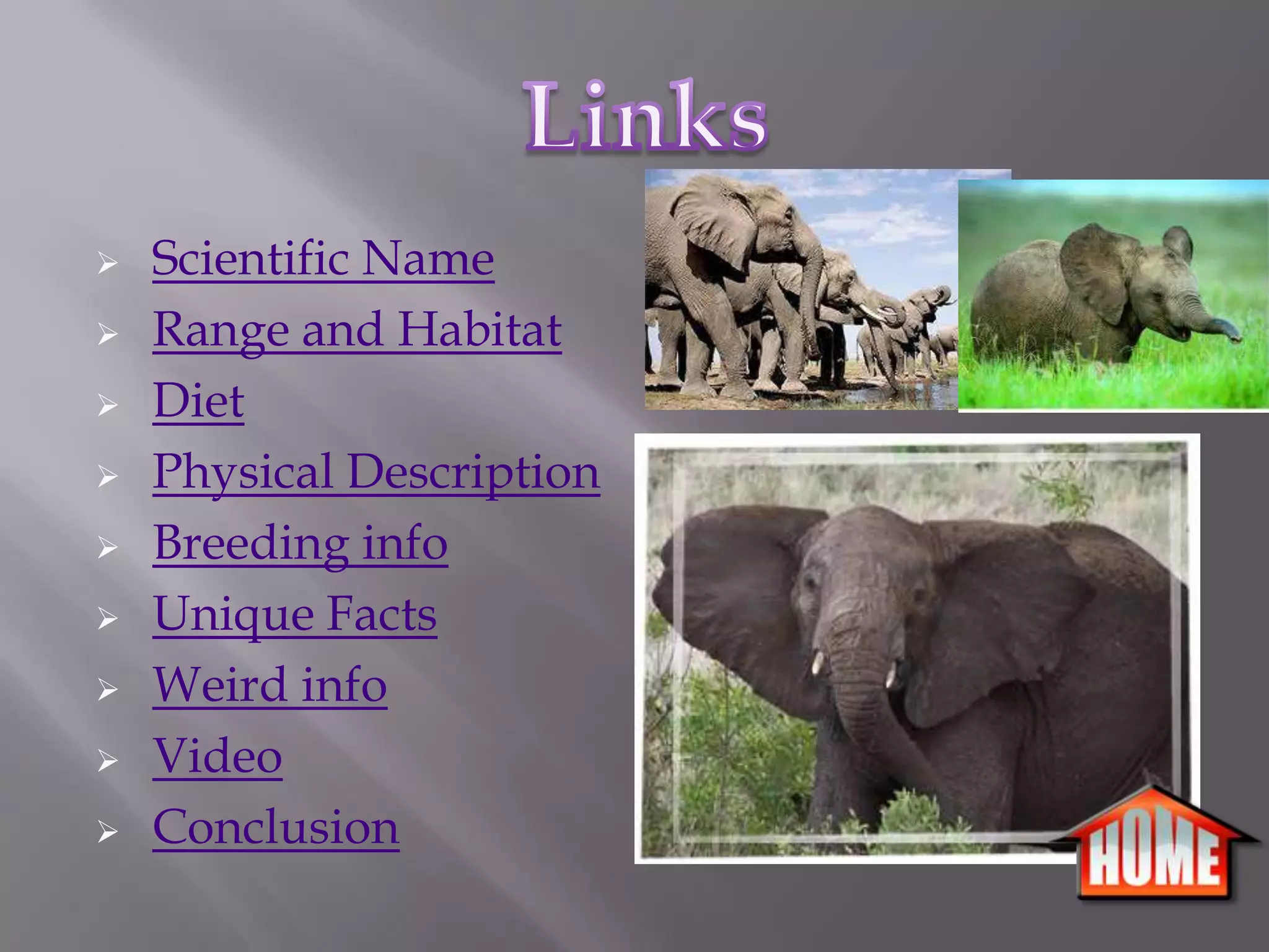 Animal powerpoint | PPTX