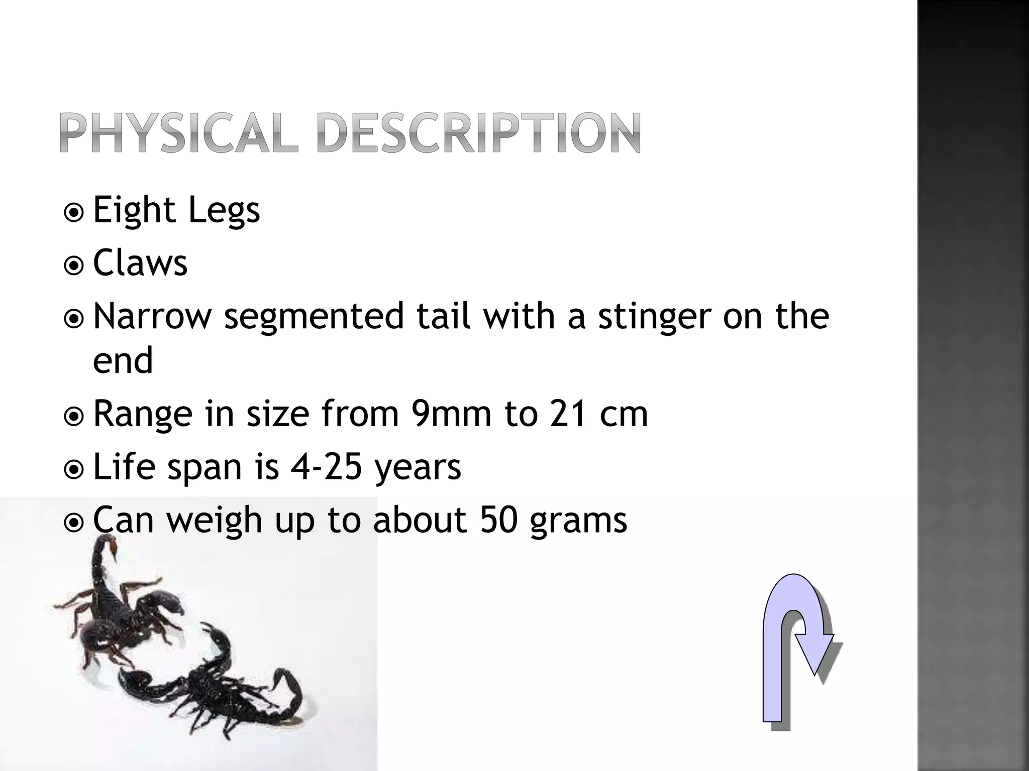 Animal powerpoint | PPTX