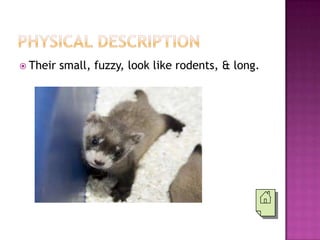 Animal powerpoint | PPTX