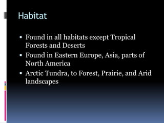 Animal power point | PPT