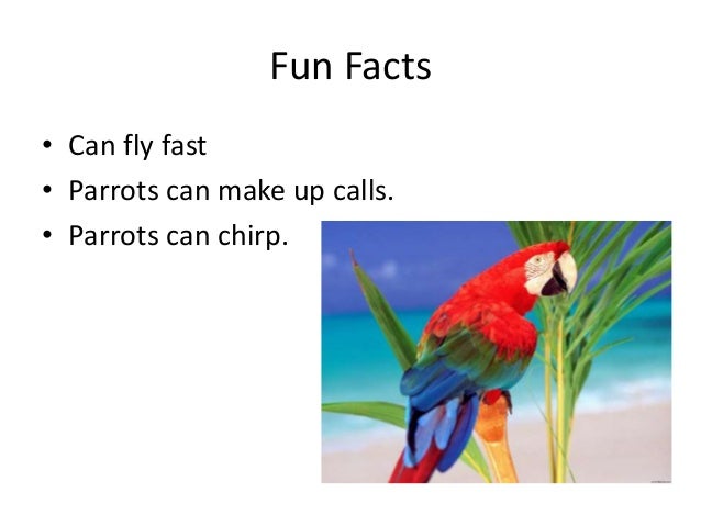 5 Fun Facts About The Macaws