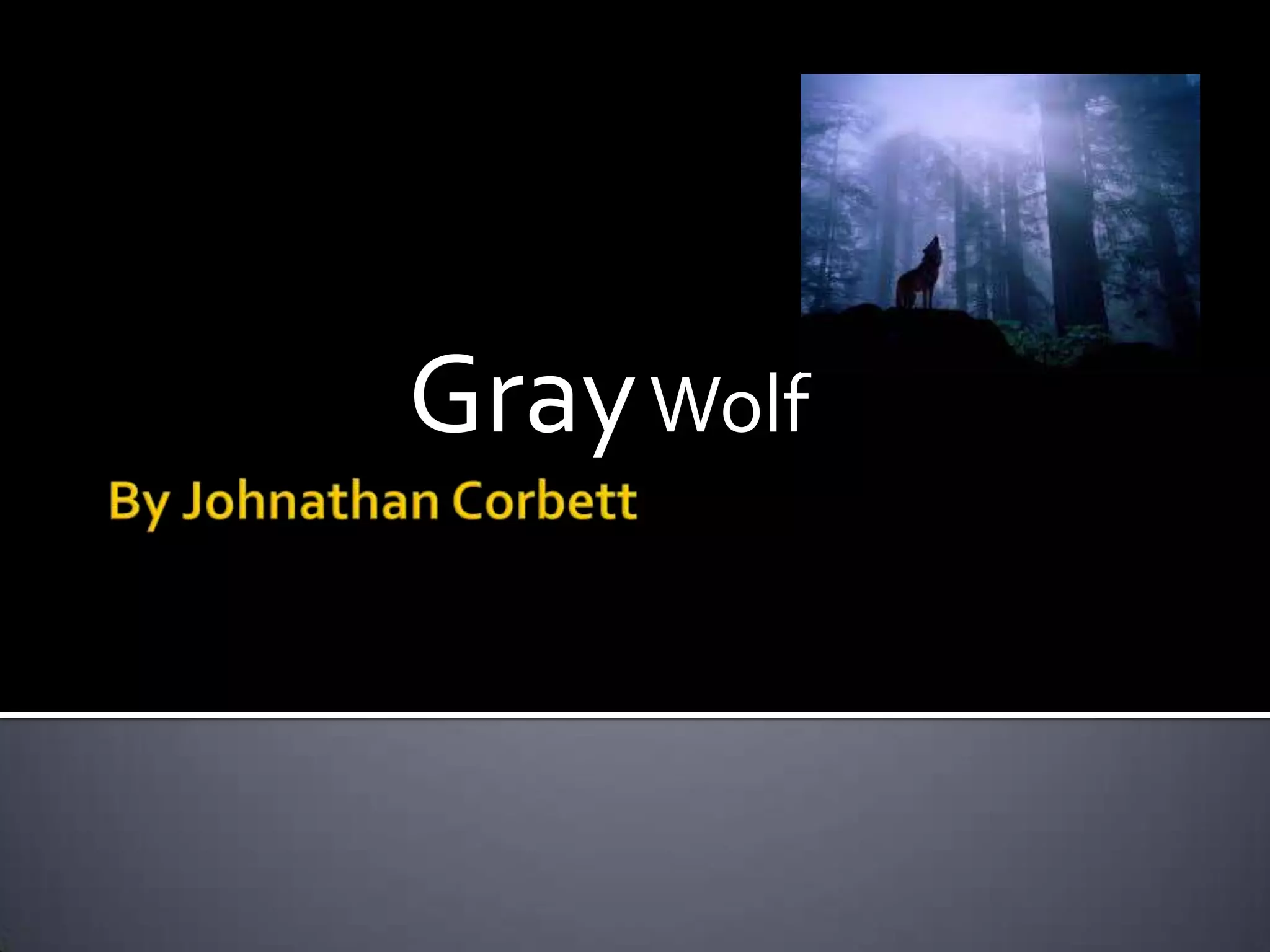 Animal power point (gray wolf) | PPTX
