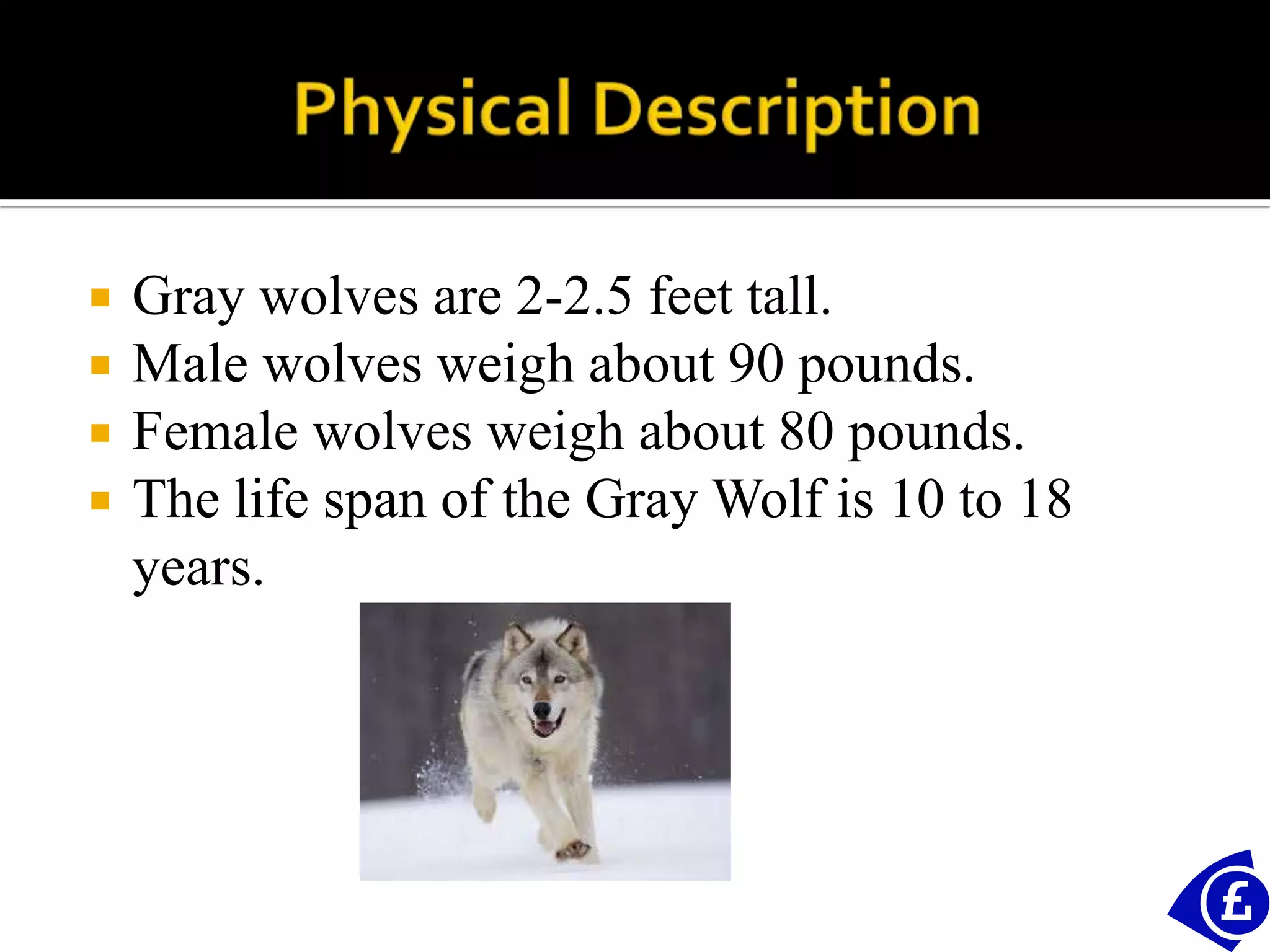 Animal power point (gray wolf) | PPTX