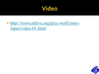 Animal power point (gray wolf) | PPTX