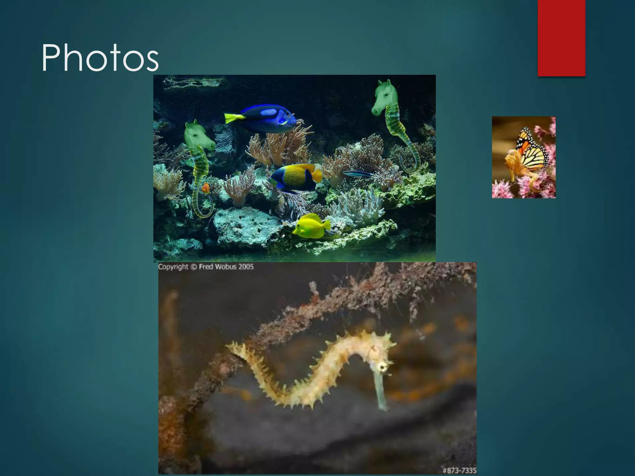 Animal powerpointmartin | PPTX | Fish and Aquariums | Pets
