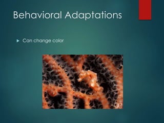 Animal powerpointmartin | PPTX | Fish and Aquariums | Pets