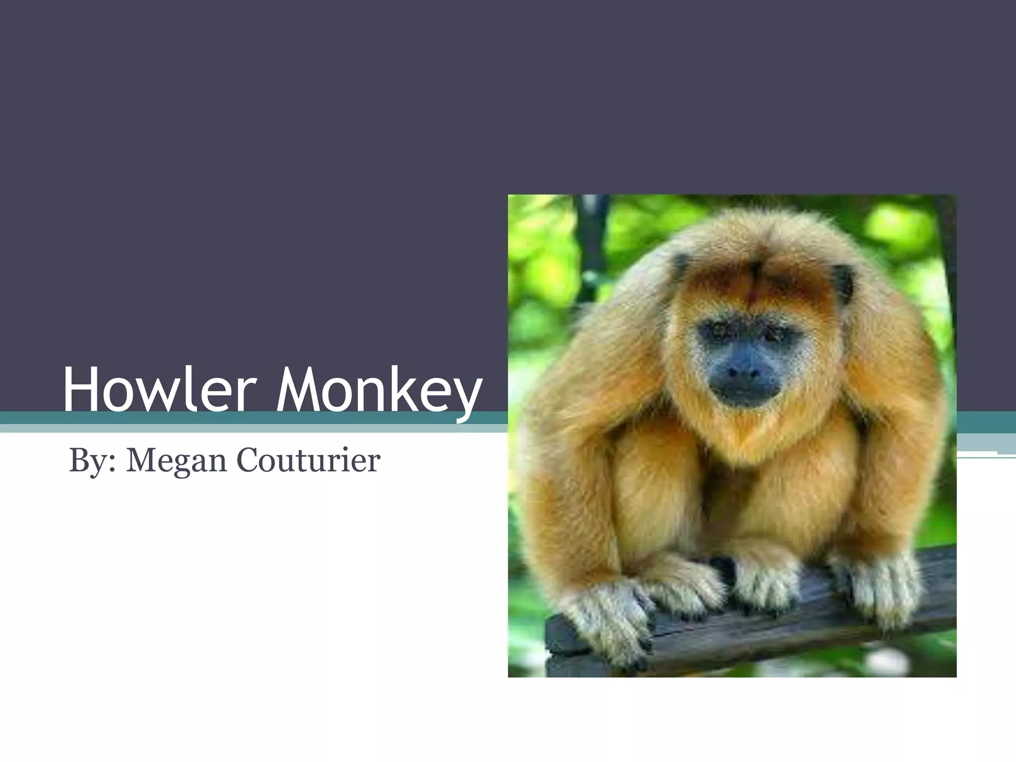 Howler Monkeys | PPTX