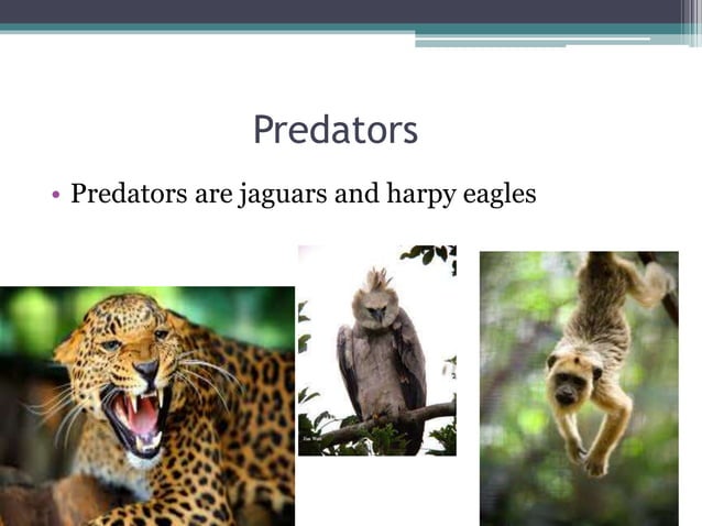 Howler Monkeys | PPTX