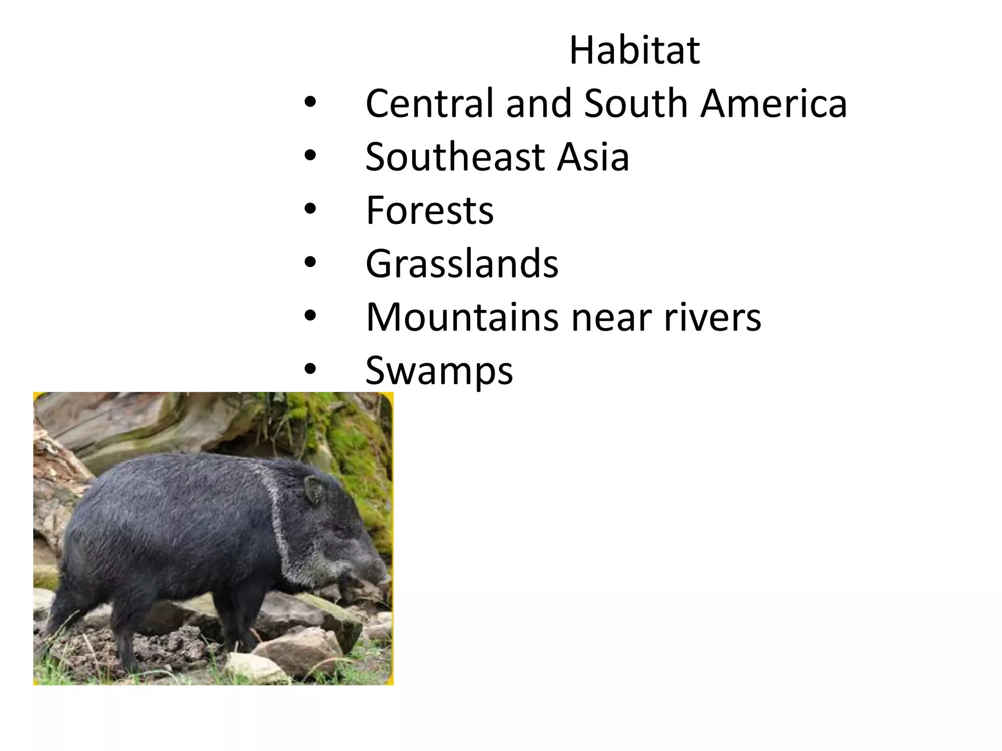 Animal ppt example | PPTX