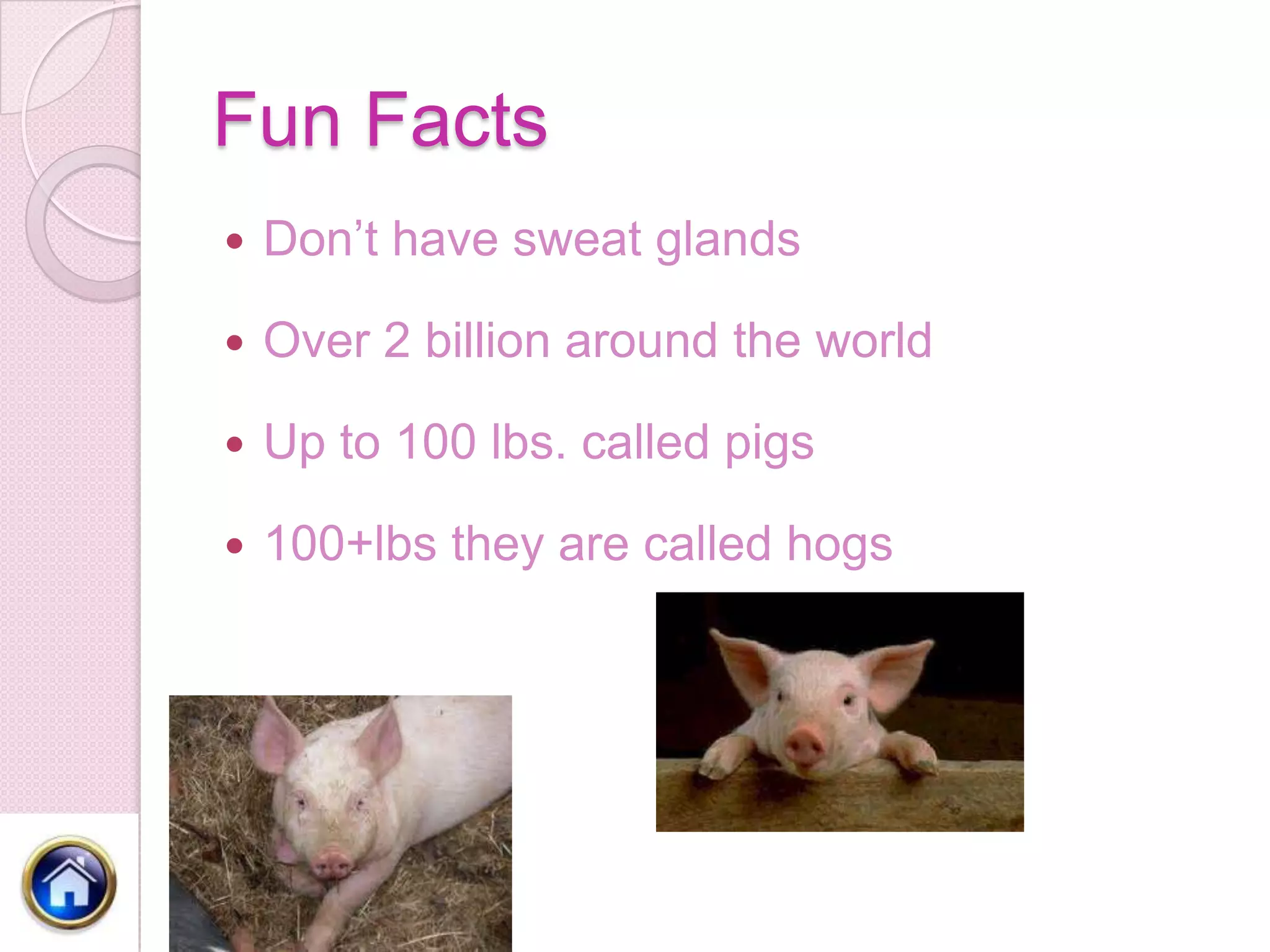 Animal ppt sarah burress | PPTX