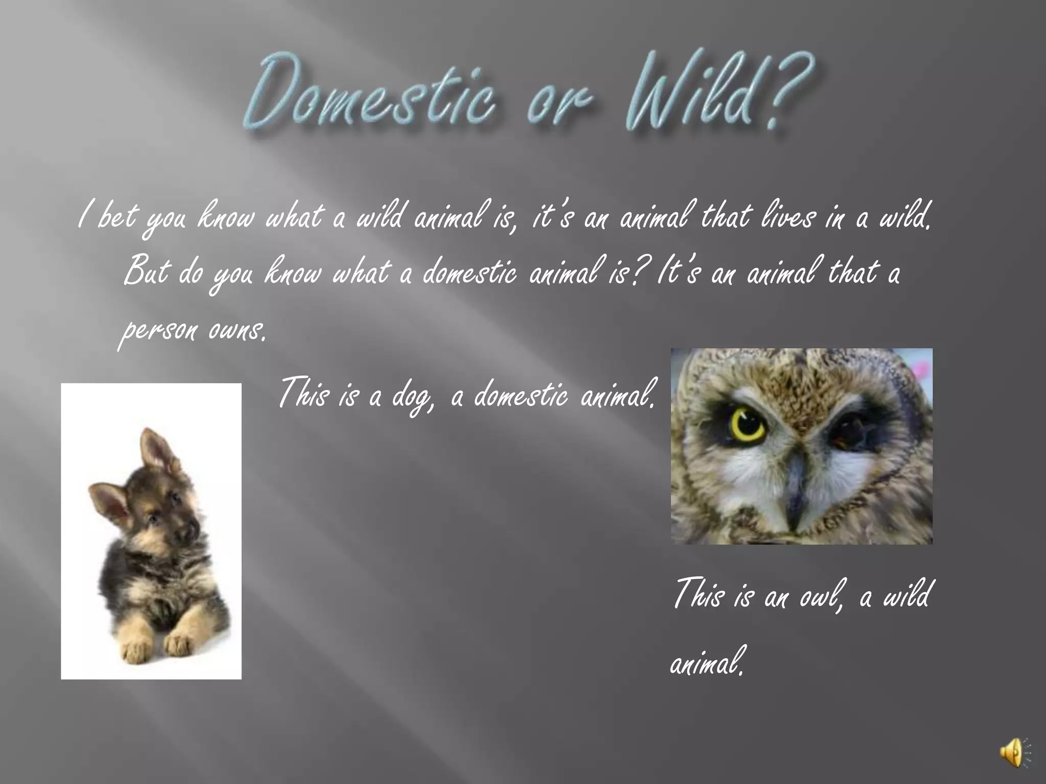 Animal presentation | PPT
