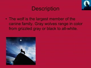 Animal presentation | PPT