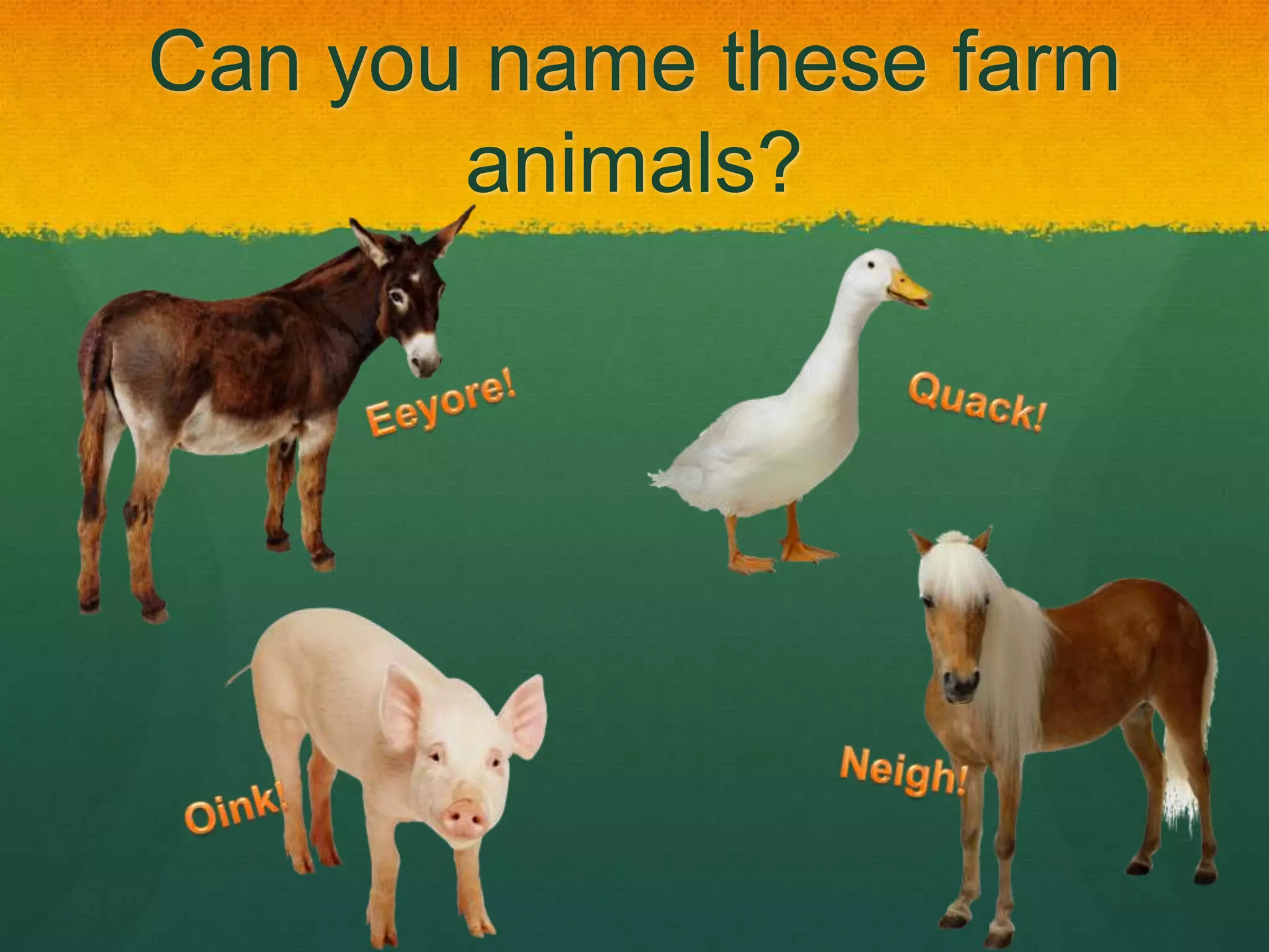 Animal presentation | PPT