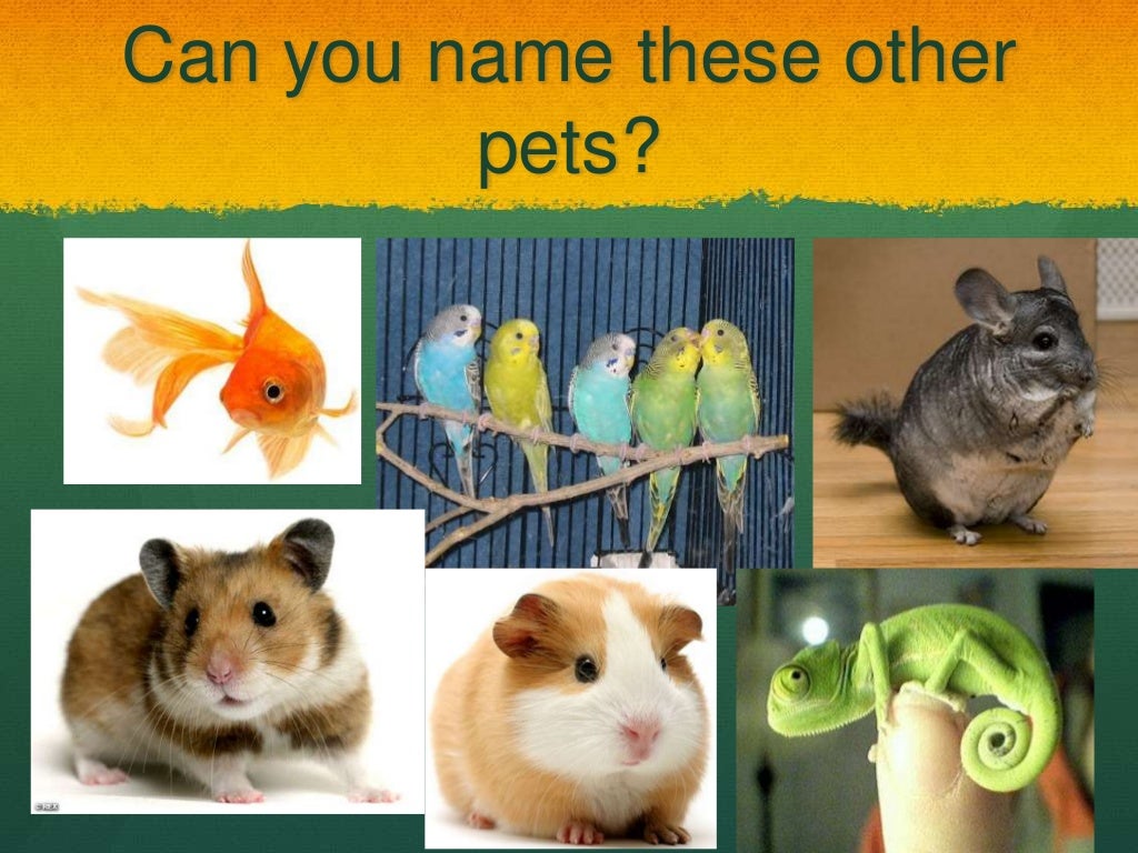 Animal Presentation animal-presentation