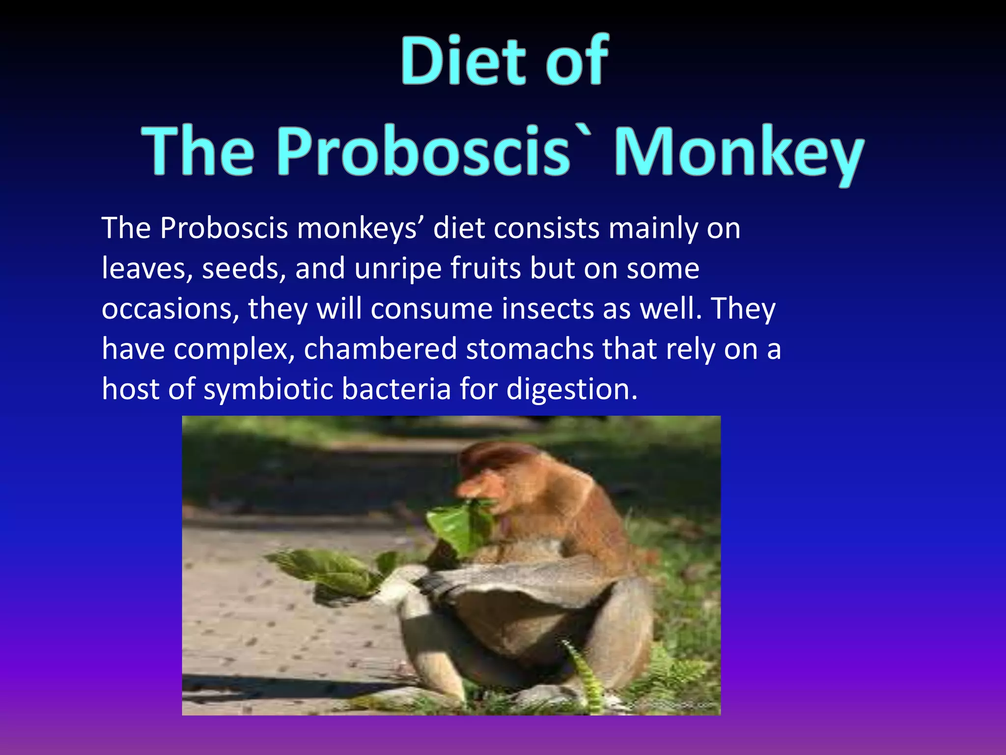 Animal presentation | PPTX