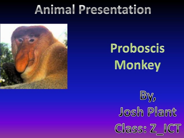 Animal presentation | PPT