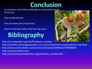 Animal presentation | PPT