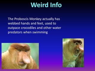 Animal presentation | PPT