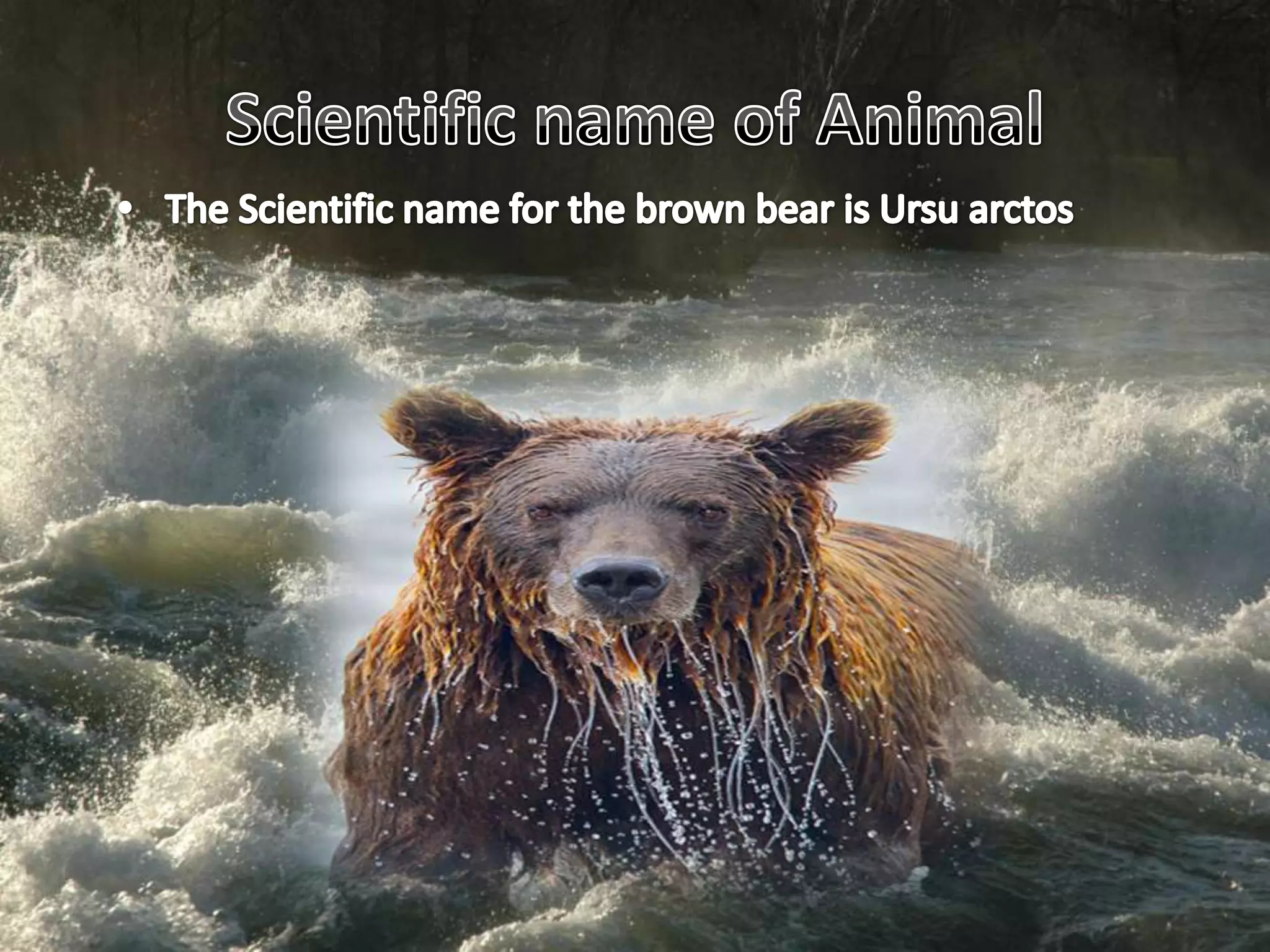 Animal presentation | PPTX