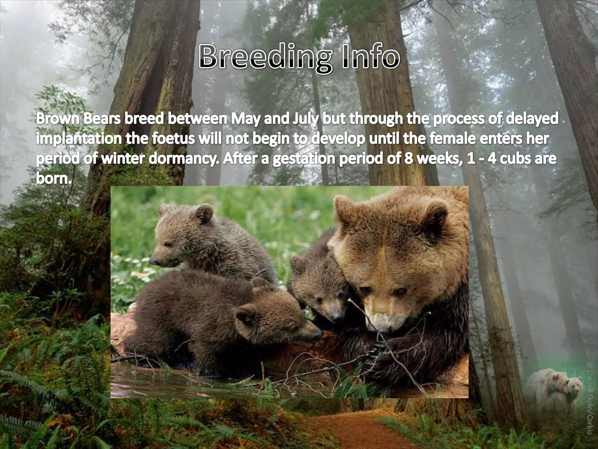 Animal presentation | PPTX