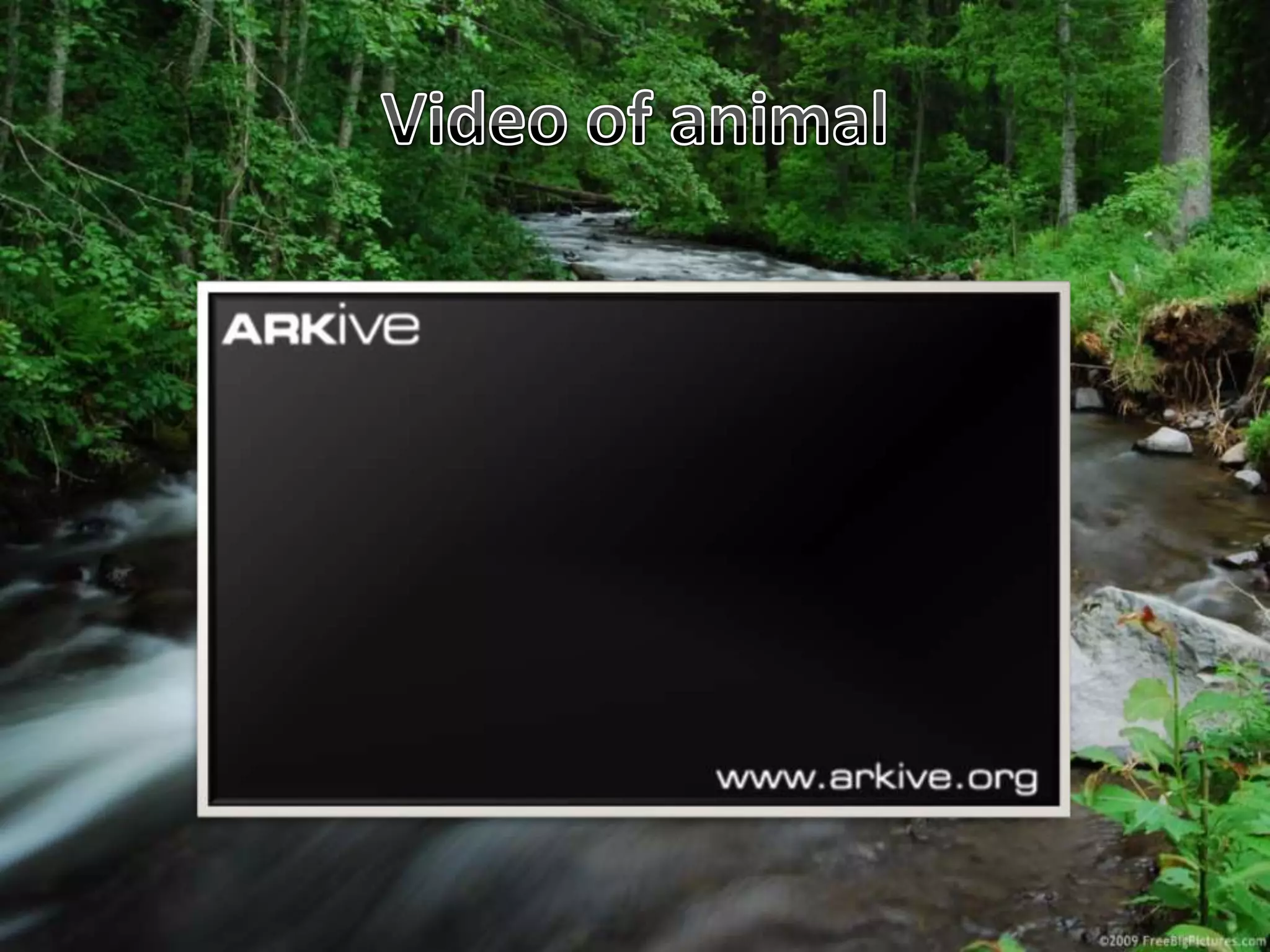 Animal presentation | PPTX