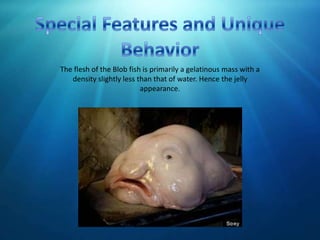 Animal presentation | PPTX