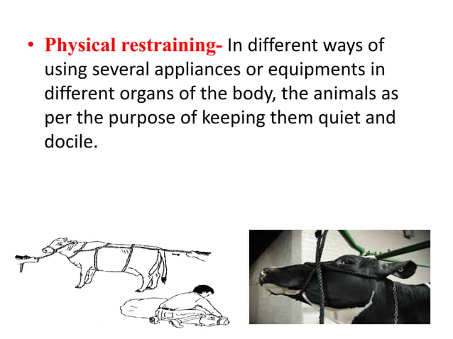 Restraint and judging of dairy animals | PPTX