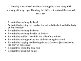 Restraint and judging of dairy animals | PPTX