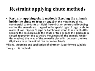 Restraint and judging of dairy animals | PPTX