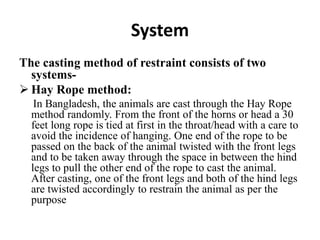 Restraint and judging of dairy animals | PPTX