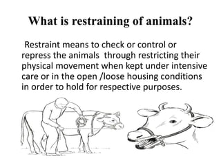 Restraint and judging of dairy animals | PPTX