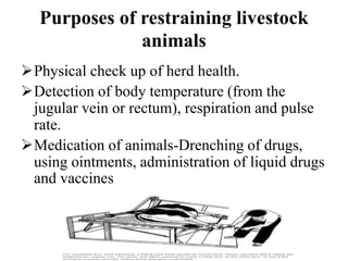 Restraint and judging of dairy animals | PPTX