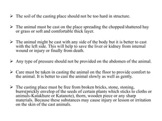 Restraint and judging of dairy animals | PPTX