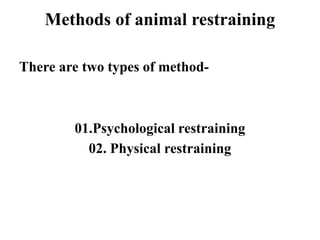 Restraint and judging of dairy animals | PPTX