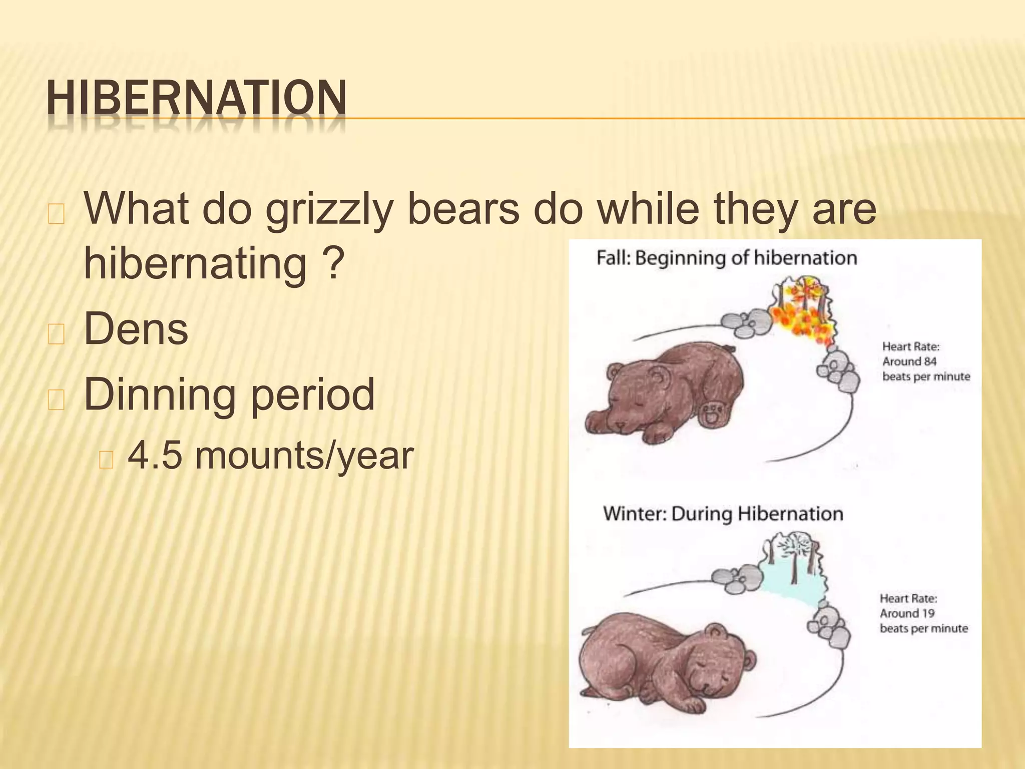 Animal presentation(grizzly bear) | PPTX
