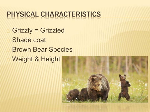 Animal presentation(grizzly bear) | PPTX | Nutrition | Healthy Living