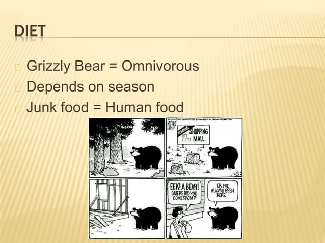 Animal presentation(grizzly bear) | PPTX | Nutrition | Healthy Living