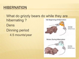 Animal presentation(grizzly bear) | PPTX