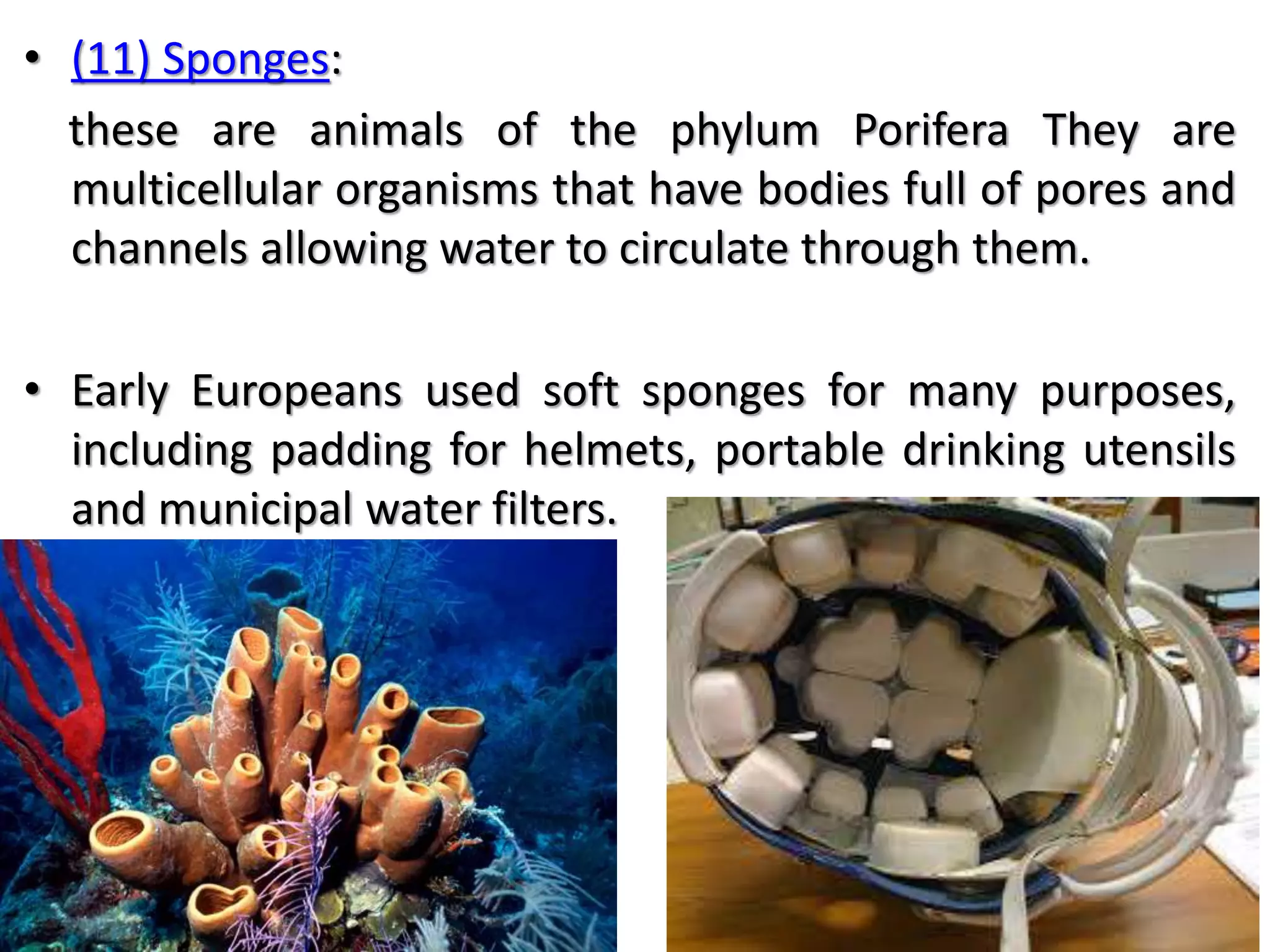 Animal products & animal by product | PPTX