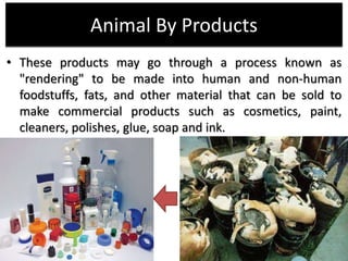 Animal products & animal by product | PPTX