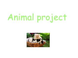 Animal project | PPT