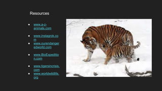 Animal Project.pptx - anima project by me | PPT