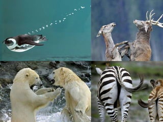 The environment. Animal protection. | PPT