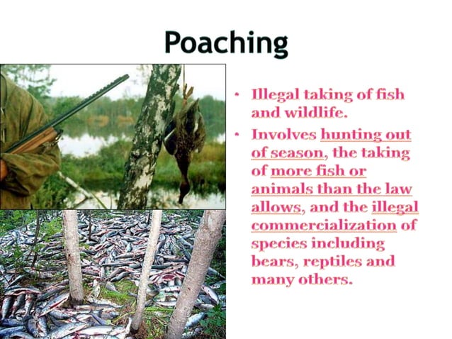 The environment. Animal protection. | PPT