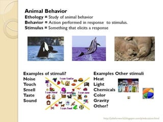 Animal psychology | PPTX