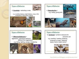 Animal psychology | PPTX