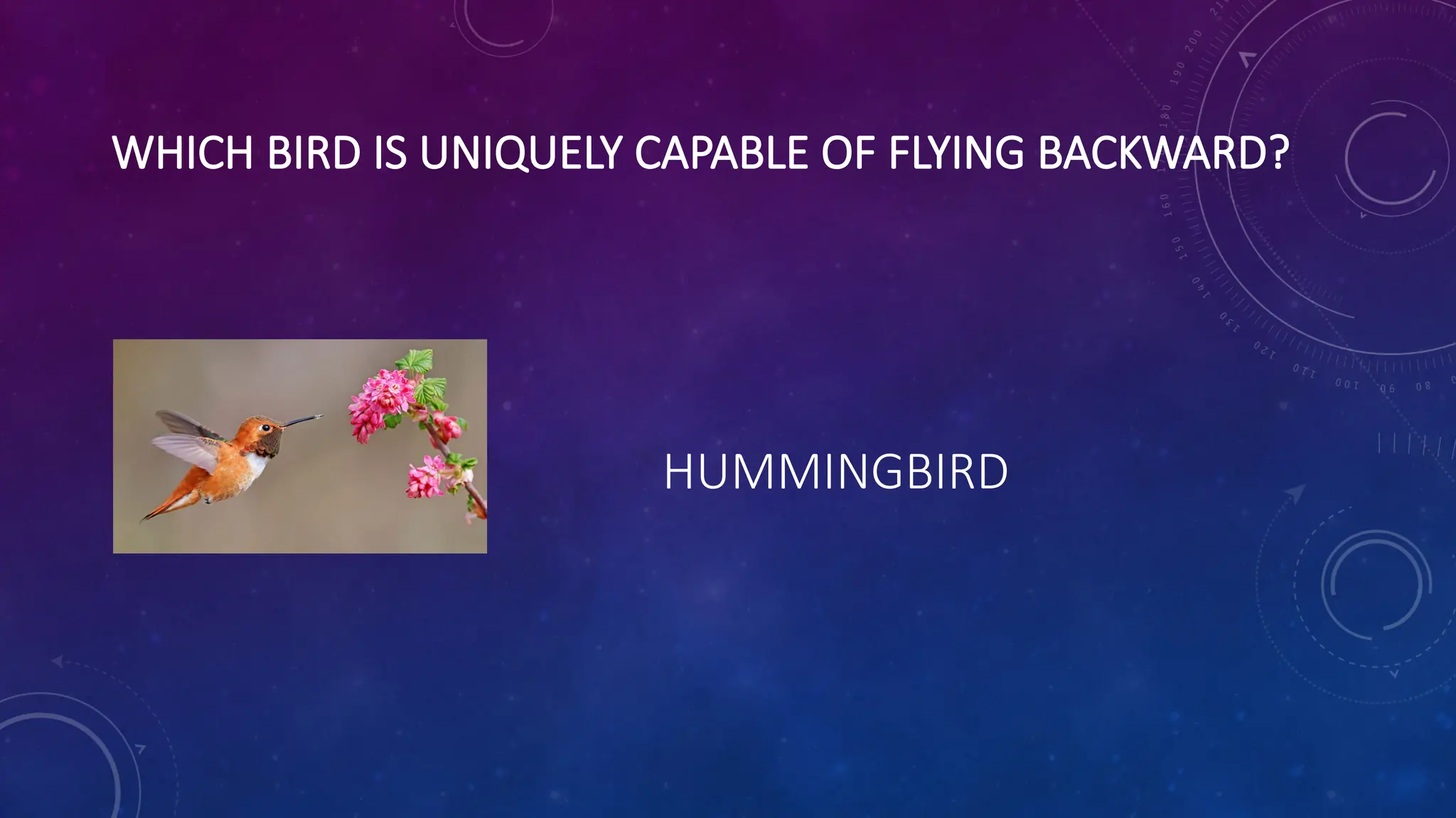 Wild Wonders: An Engaging and Fun Animal Quiz | PPTX